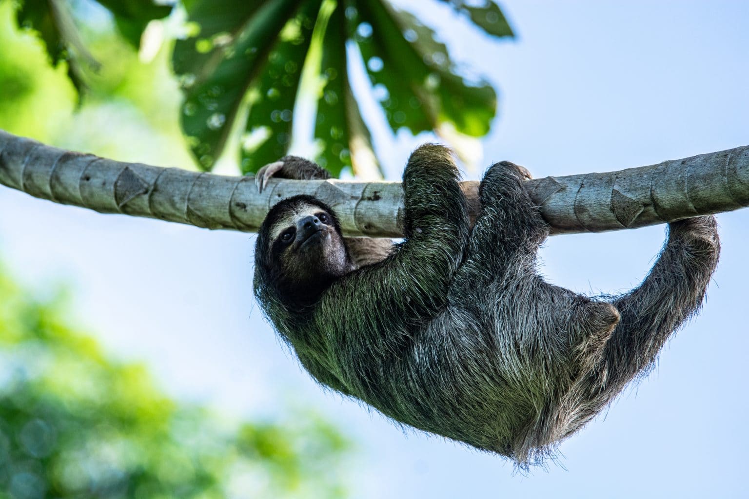 Ältestes Faultier der Welt im Bergzoo Halle eingeschläfert