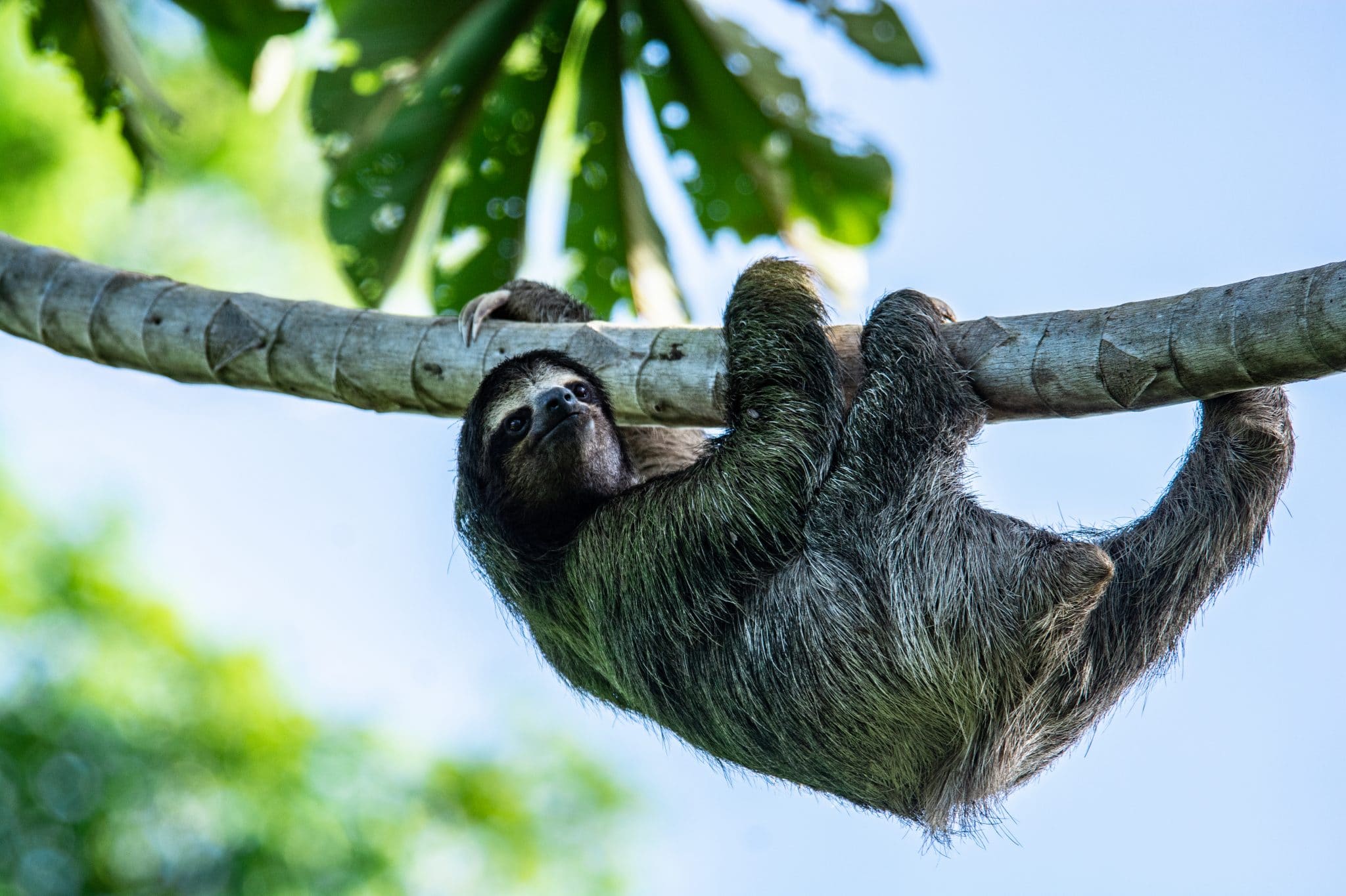 Ältestes Faultier der Welt im Bergzoo Halle eingeschläfert