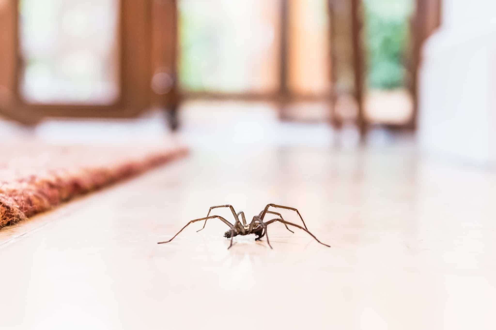 Schöne Spinnen Aus Wohnung Fernhalten Fotos