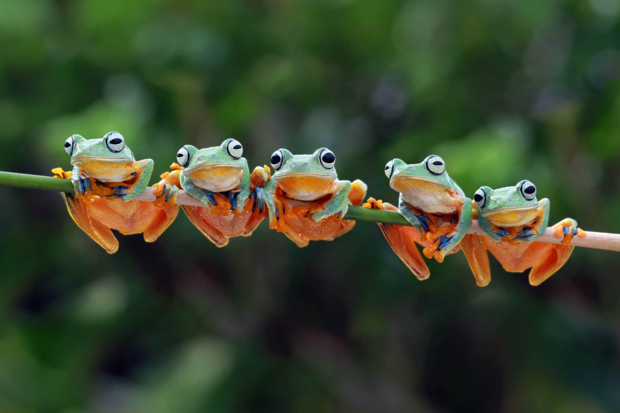 Wissenschaftler lassen Frosch amputiertes Bein nachwachsen Wissenschaftler lassen Frosch amputiertes Bein nachwachsen