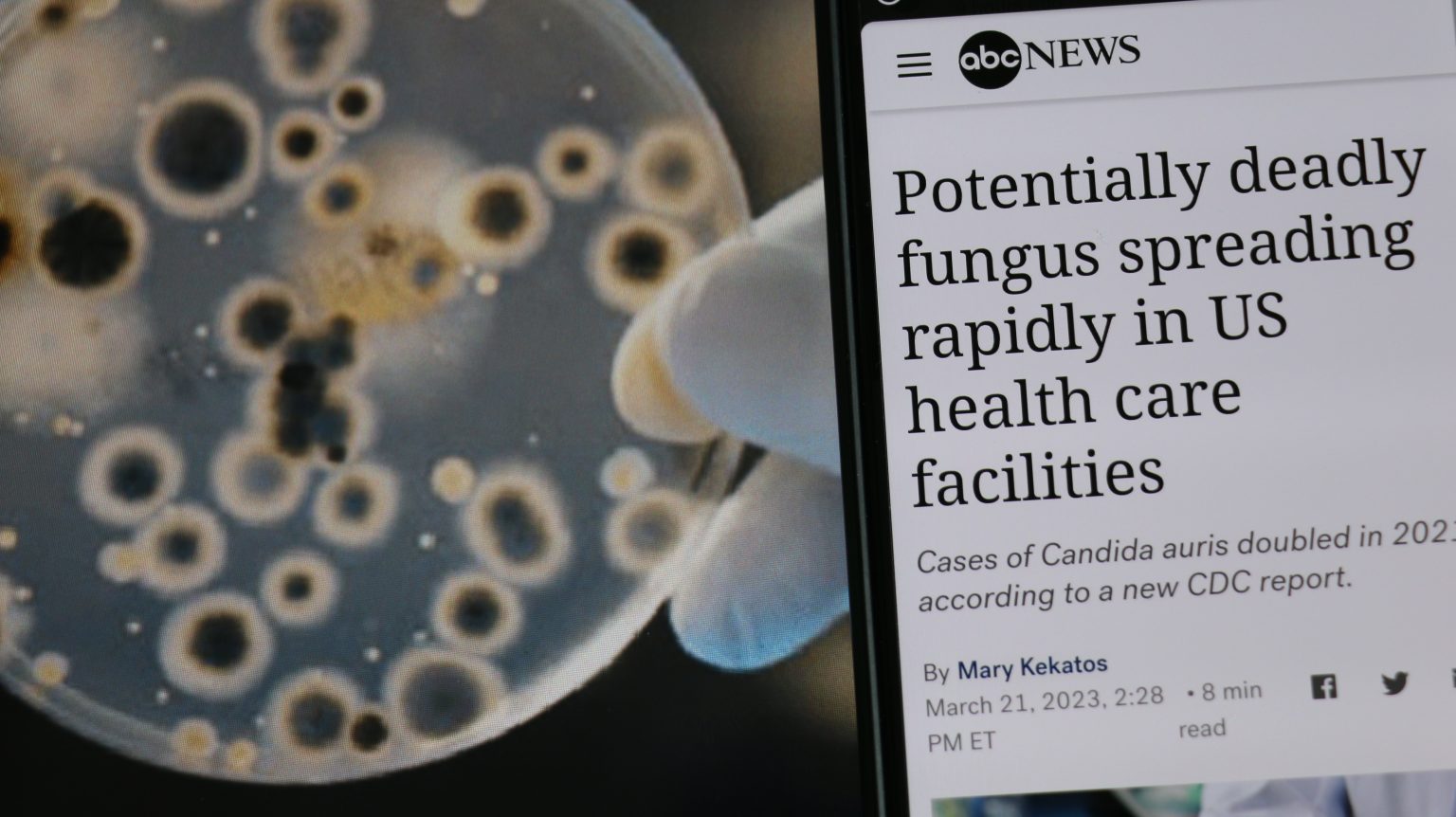 Gesundheitsbehörden warnen vor Candida auris: Der Pilz breitet sich ...